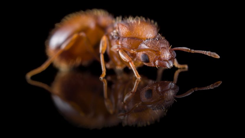 Wasmannia auropunctata - ANTonio Photography