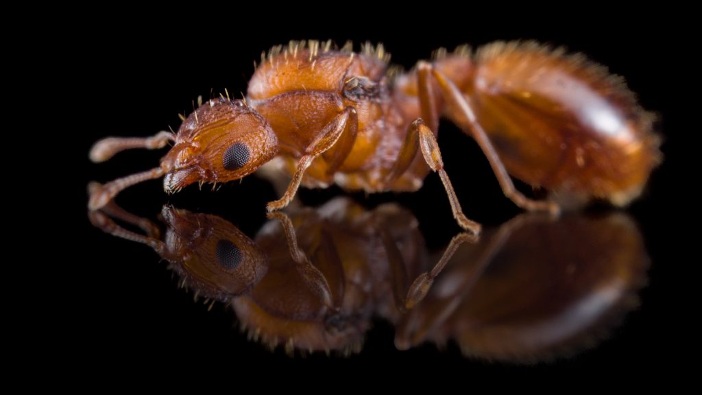 Wasmannia auropunctata - ANTonio Photography