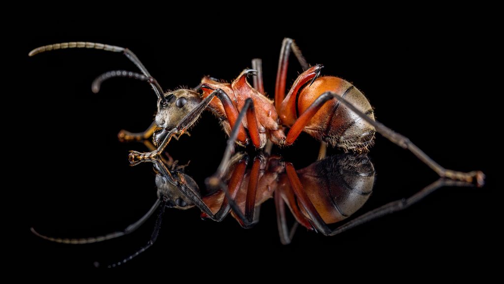 Polyrhachis bihamata - ANTonio Photography