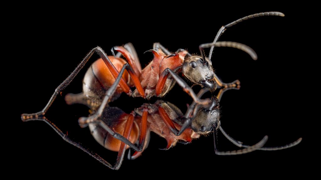 Polyrhachis bihamata - ANTonio Photography