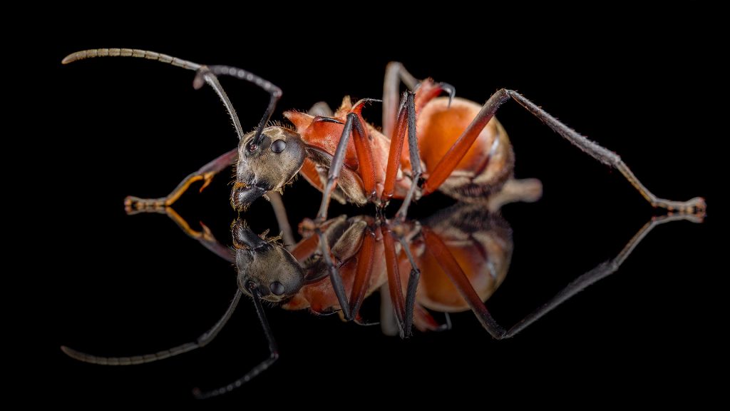 Polyrhachis bihamata - ANTonio Photography