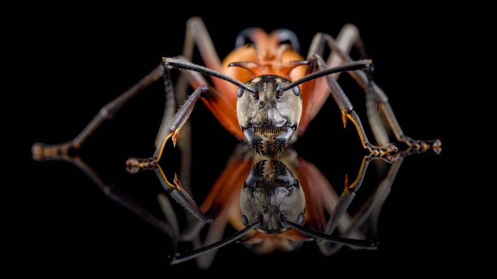 Polyrhachis bihamata - ANTonio Photography
