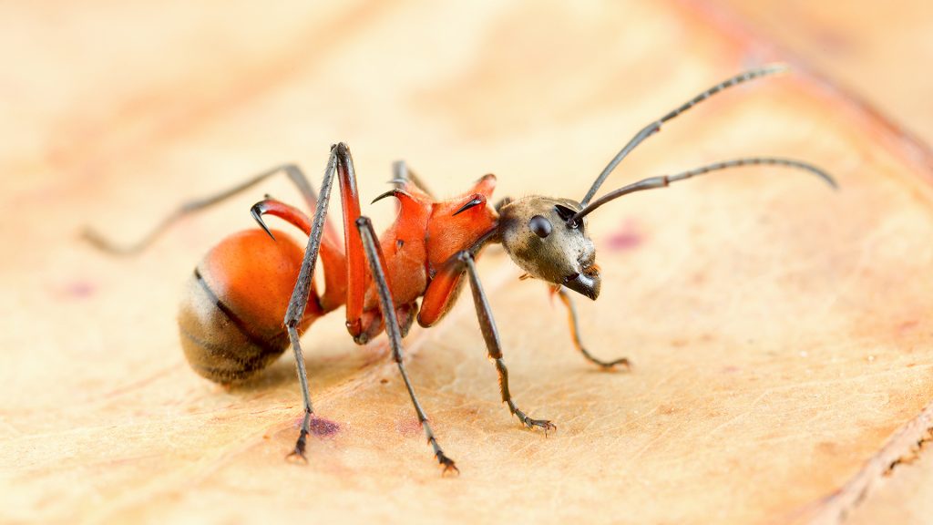Polyrhachis bihamata - ANTonio Photography