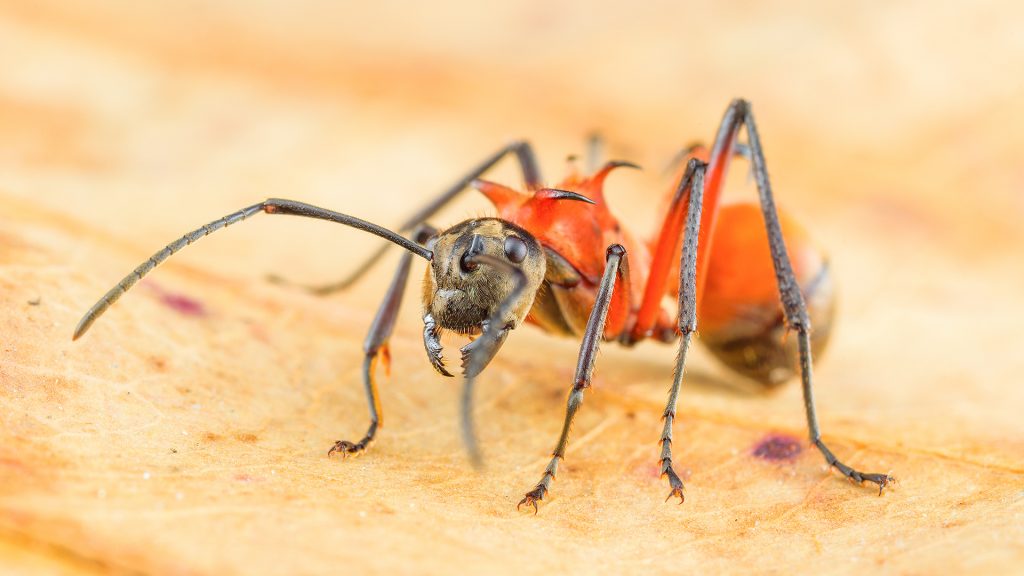 Polyrhachis bihamata - ANTonio Photography