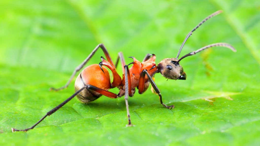 Polyrhachis bihamata - ANTonio Photography