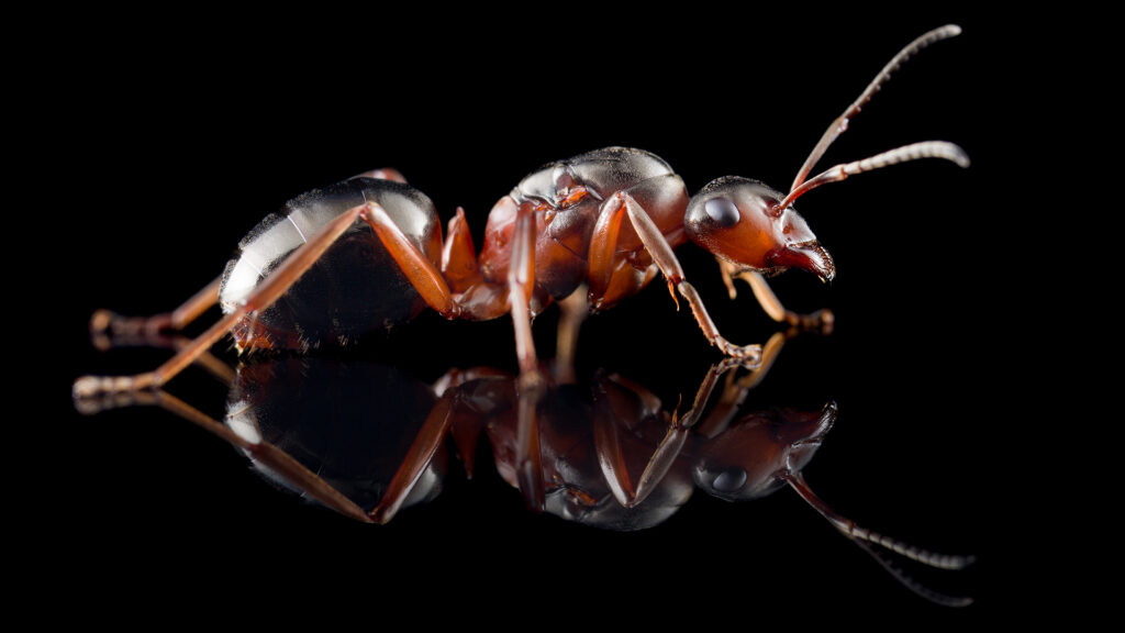 Formica rufa - ANTonio Photography