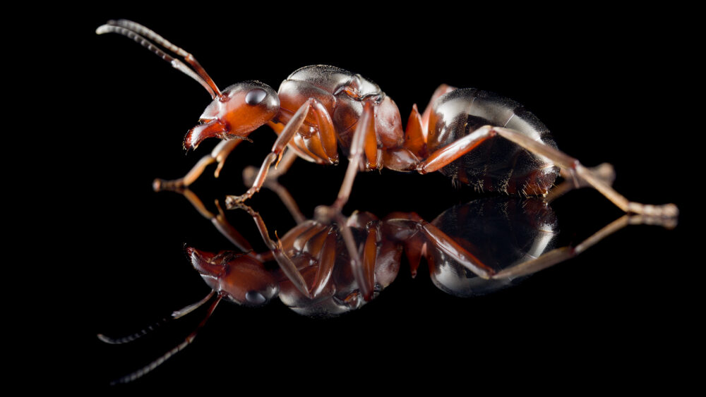 Formica rufa - ANTonio Photography