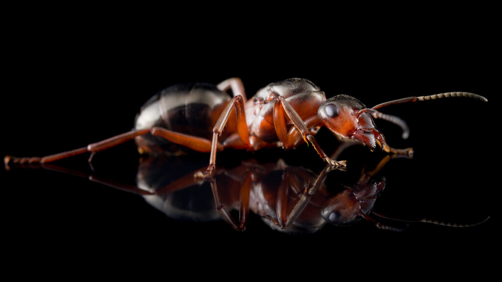 Formica rufa - ANTonio Photography