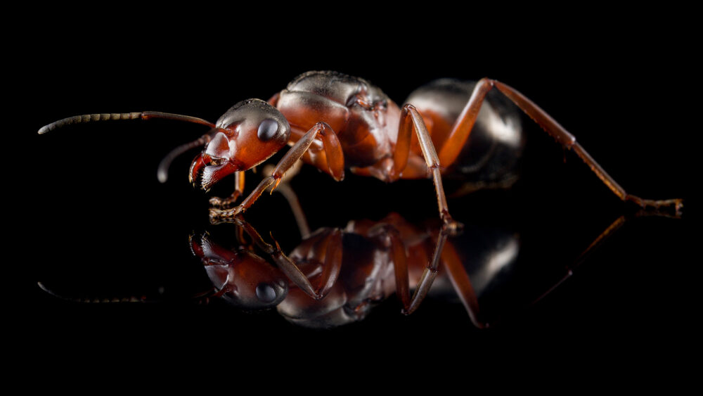 Formica rufa - ANTonio Photography