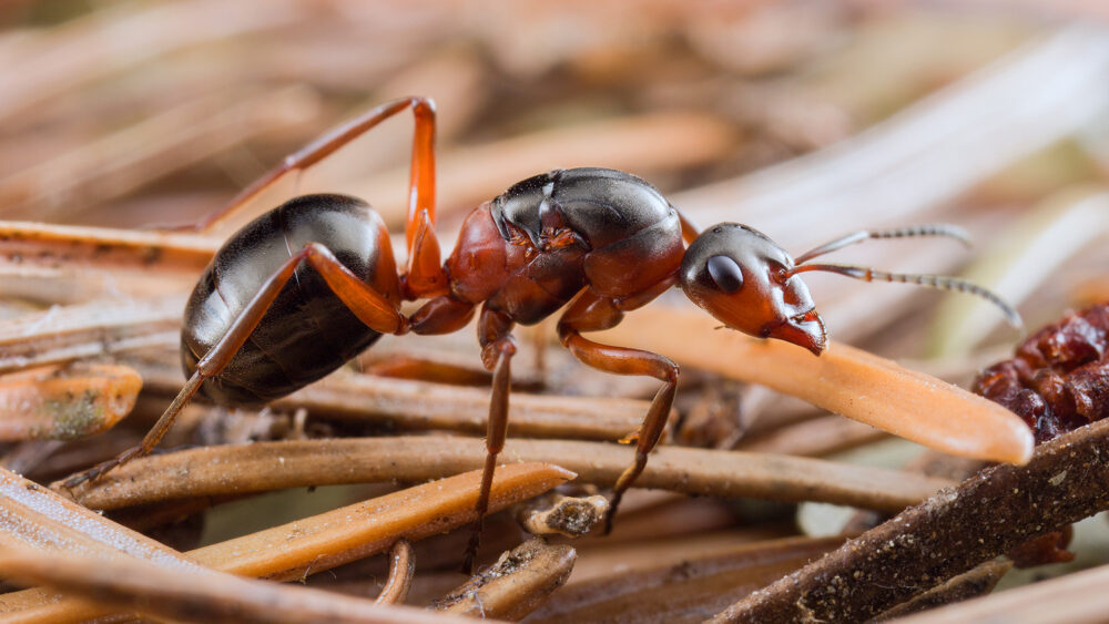 Formica rufa - ANTonio Photography