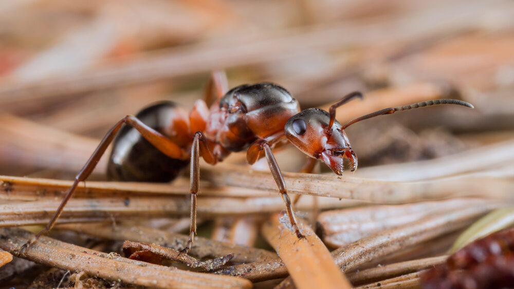 Formica rufa - ANTonio Photography