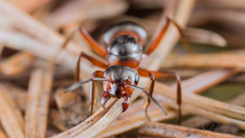 Formica rufa - ANTonio Photography