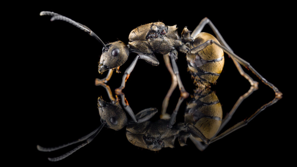 Polyrhachis dives - ANTonio Photography