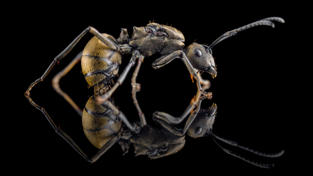 Polyrhachis dives - ANTonio Photography