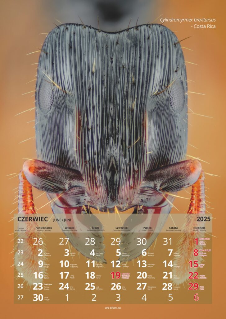 Ant calendar - ANTonio Photography