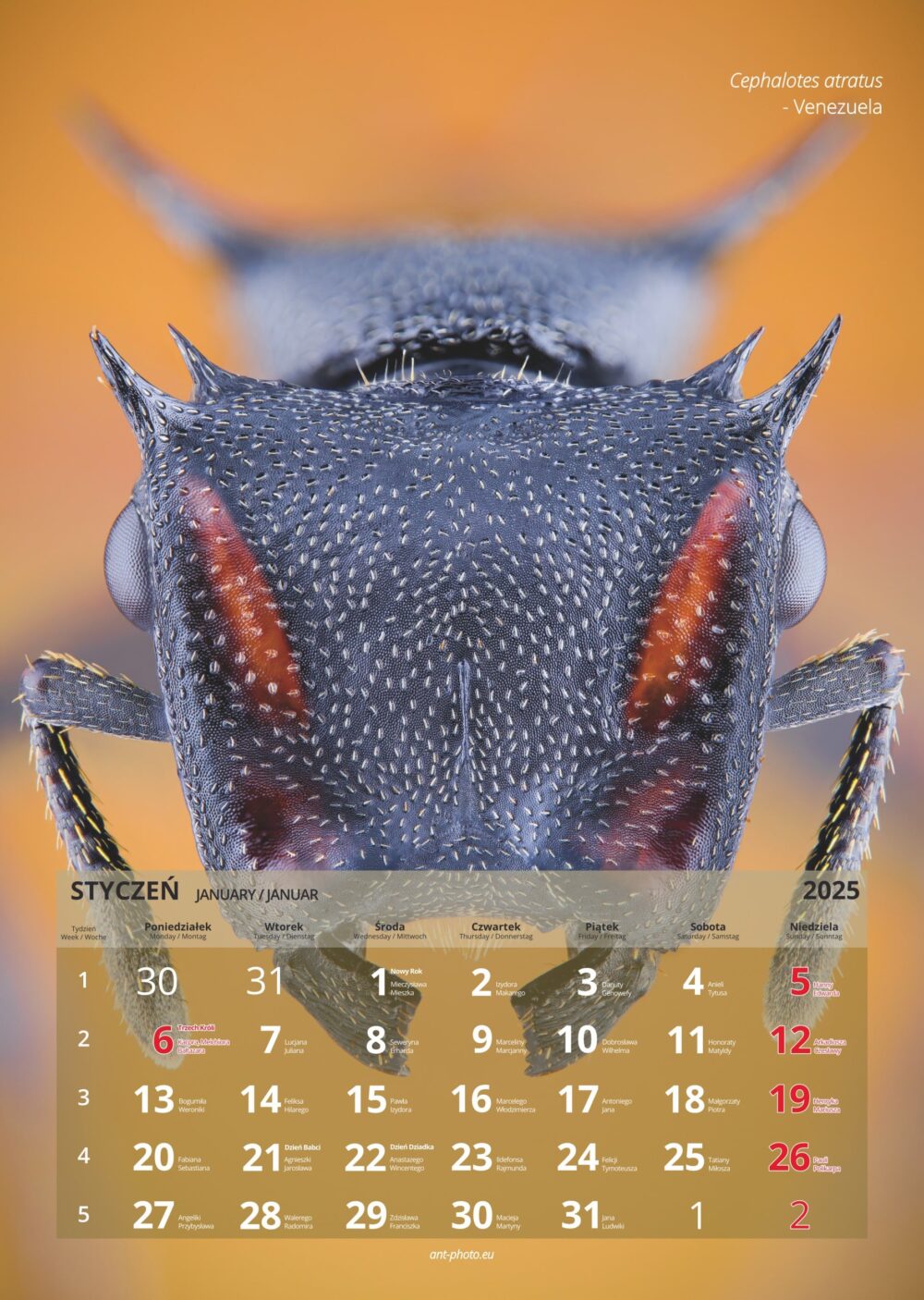 Ant calendar - ANTonio Photography