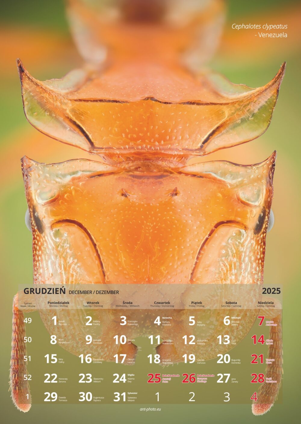 Ant calendar - ANTonio Photography