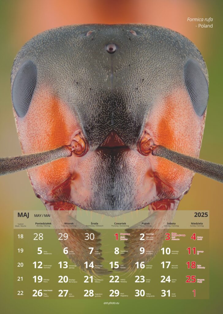 Ant calendar - ANTonio Photography